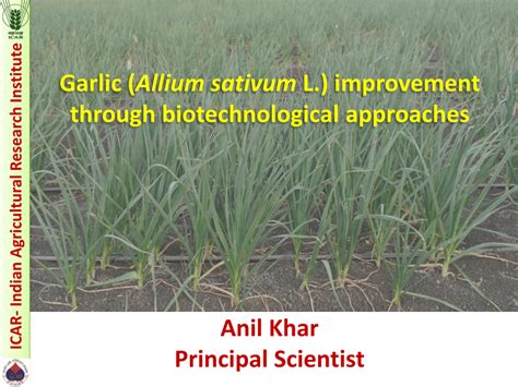 Pdf Garlic Allium Sativum L Improvement Through Biotechnological