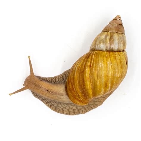 Jadatzi Giant African Land Snail Achatina Fulica Bug Pets Ltd
