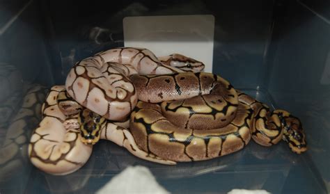 Is My Lesser Special