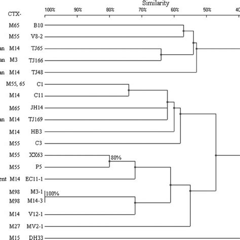Pfge Of Xbai Digested Dna From 19 A Cc10 E Coli Isolates An Upgma