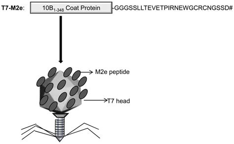 M2e Peptide With A Gggs Linker Is Fused To C Terminus Of 10b Capsid Download Scientific Diagram