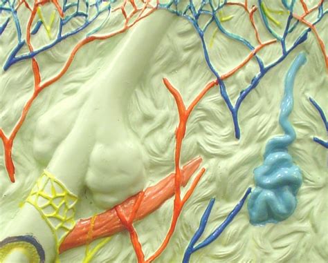 Chapter Integumentary Biology Human AnatomyProfessor Julie GallagherBarstow Community College