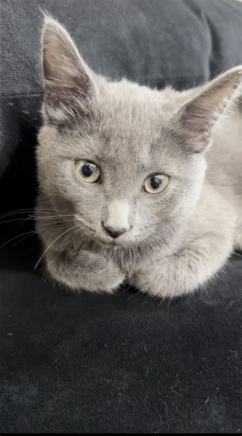 Princess Bell Taking A Quick Nap Rrussianblue