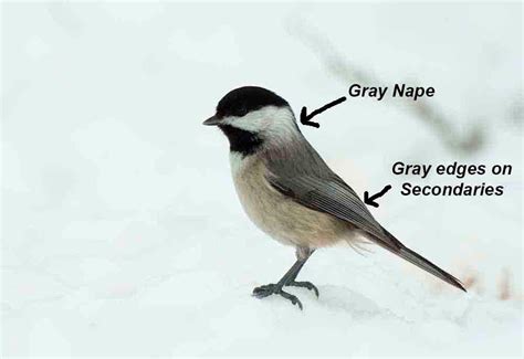 Black Capped Chickadee Vs Carolina Chickadee Id Challenge Birds And