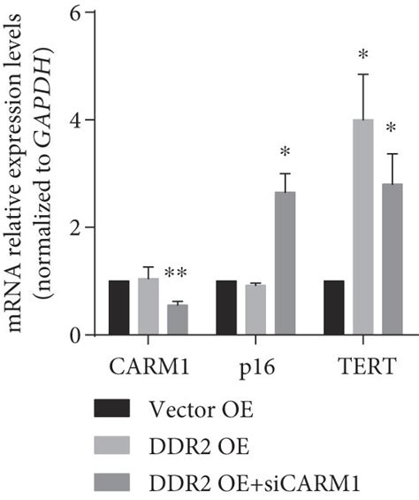 Overexpression Of Carm1 Led To Senescence Resistance Through Ddr2 A Download Scientific