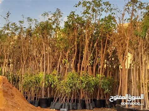 اشجار ونباتات للبيع اشجار زينة وطبيعية شجر صنوبر وزيتون ارخص