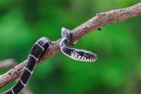 Premium Photo Black Snake Wrapped Around A Wooden Branch