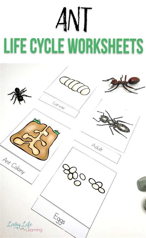 Ant Life Cycle Worksheets Artofit