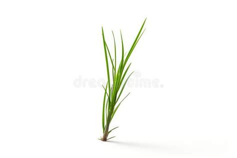 Single Blade Grass Stock Illustrations 495 Single Blade Grass Stock