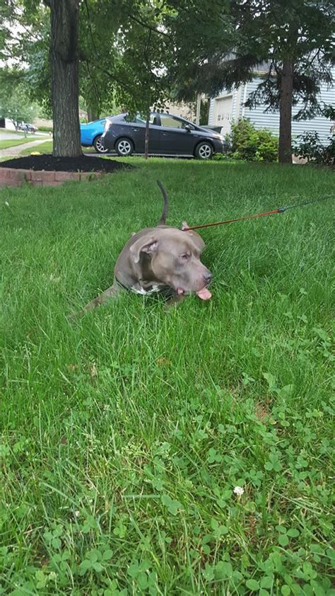 Say Hello To Rhino The Blue Gotti Pit Whosabully Bluegottipit