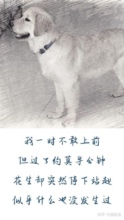 揪心金毛突发恶疾倒地不断抽搐 知乎