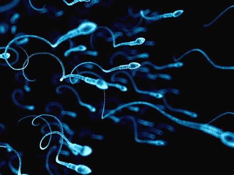 What Is Sperm Motility Path Fertility