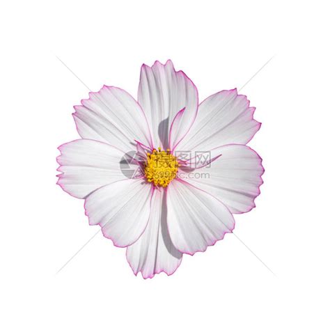 宇宙花开白色孤立在白色背景上高清图片下载 正版图片503645193 摄图网