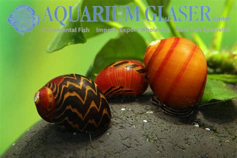 Vittina Waigiensis Aquarium Glaser GmbH