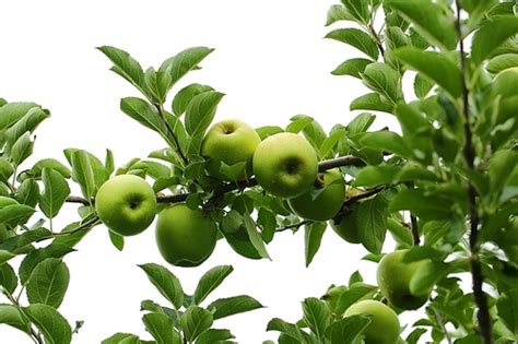 녹색사과나무 유토이미지 상세페이지 베이직샵 사진 20671625