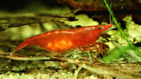 What Do Cherry Shrimp Eggs Look Like Aquarium Shrimp Keeping