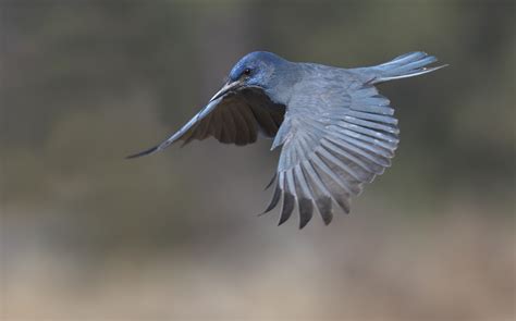 Pinyon Jay Bird Profile Call Flock Range Traits Facts