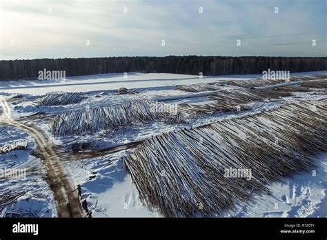 The Felled Trees Lie Under The Open Sky Deforestation In Russia Destruction Of Forests In