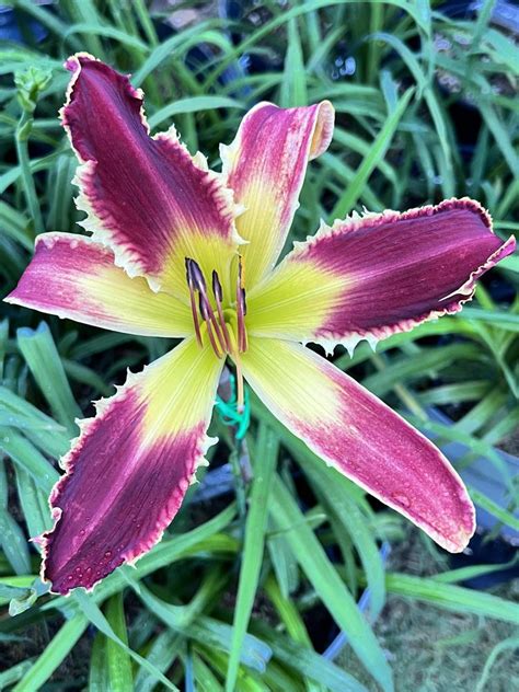 Photo Of The Bloom Of Daylily Hemerocallis Spacecoast The Shredder