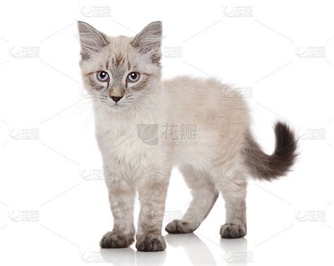 西伯利亚的小猫