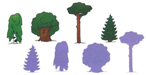 Задание для ребёнка 4 5 лет Соедини каждую тень со своим деревом