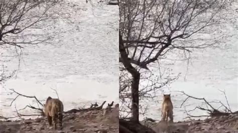 Tourists Capture Breathtaking Battle Between Tigress And Crocodile At