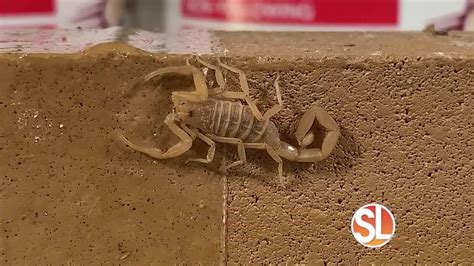 Scorpion Barrier Around Your Home