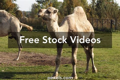 Camel Behavior Videos Download The Best Free 4k Stock Video Footage