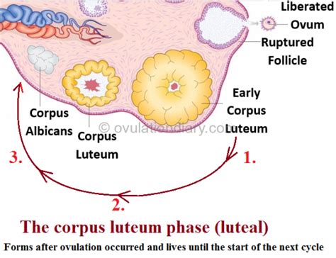 Smeđi Iscjedak U Trudnoći Ima Li Razloga Za Zabrinutost