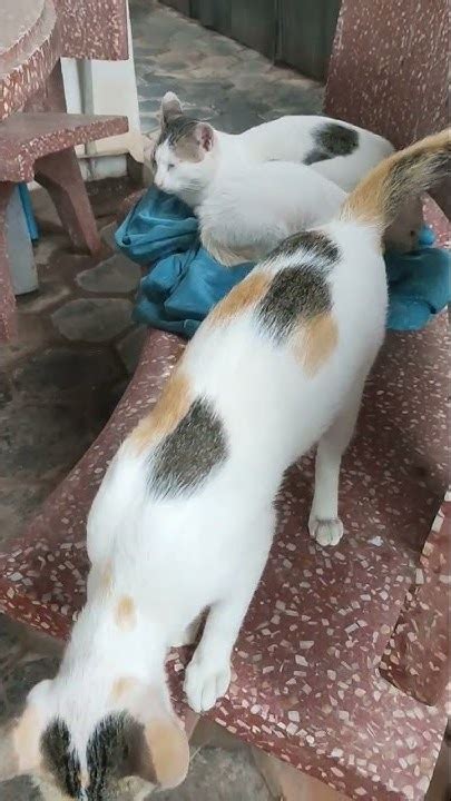 Tom Anna Lory Shorts Youtube