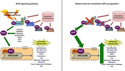 Figure 1 From Regulation Of Nrf2 Signaling And Longevity In Naturally