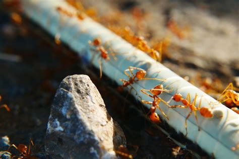 Fire Ants In The Vegetable Garden How To Control Them Smart Garden