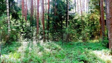 Восстановление нервной системы Лечебное пение лесных птиц Исцеляющие звуки природы Релакс