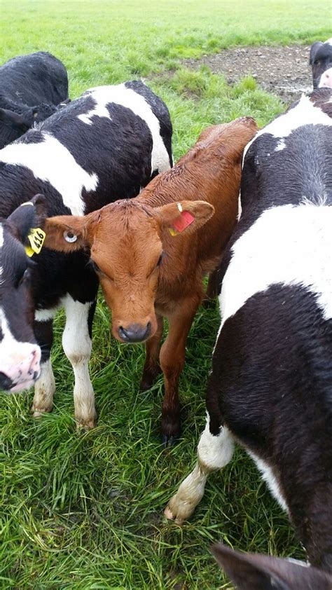 How To Identify Jersey Cattle 4 Steps With Pictures Wikihow