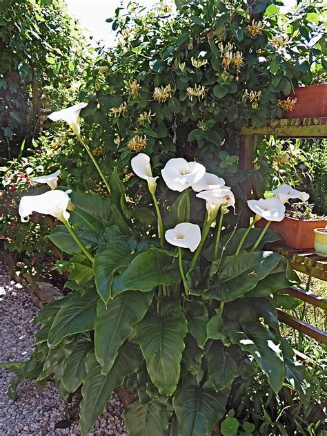 Zennor Weather And Gardening Zennor Parish Council