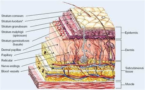 Structure And Function Of The Skin Biological Science Picture Directory
