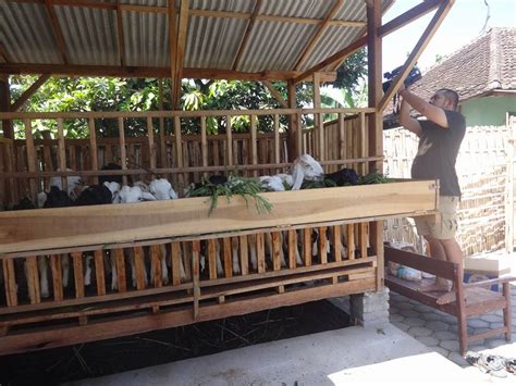 View Desain Kandang Kambing Etawa Modern Pictures