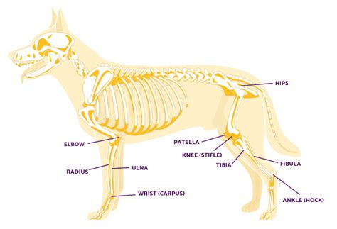 How Long Do Dog Sprains Take To Heal