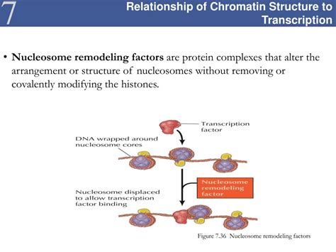 Ppt Rna Synthesis And Processing Transcription Transcriptional Regulation Rna Processing