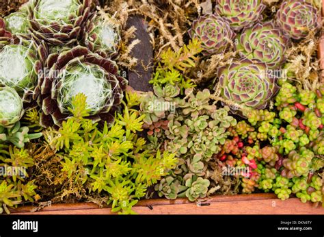 Sedum And Sempervivium Plants Suitable For Green Roof Applications
