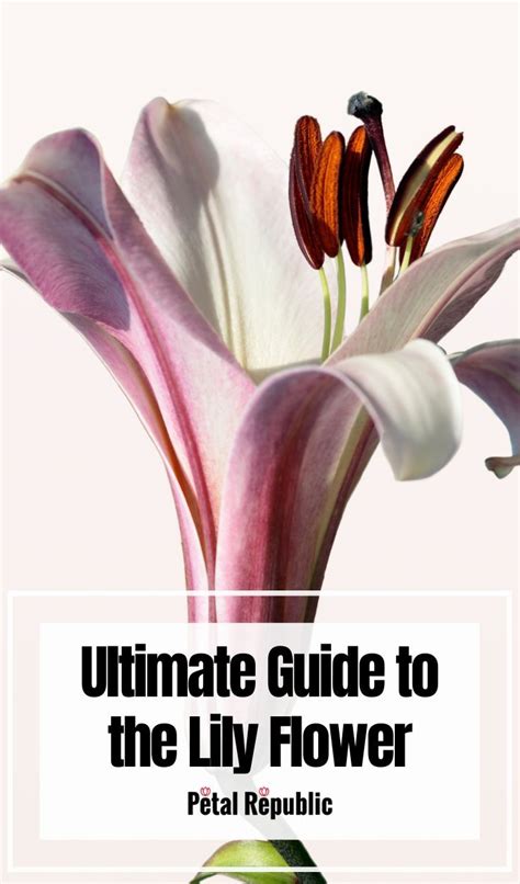 Ultimate Guide To Lily Flower Meaning And Symbolism