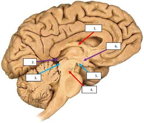 Ifs Lab 1 Brain Sagittal Diagram Quizlet