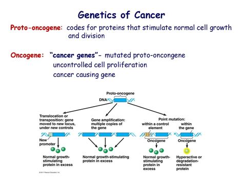 Chapter 18 Gene Expression Ppt Download