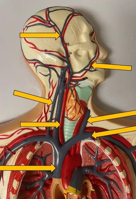 Diagram Of Lab Model Head And Neck Veins And Arteries Quizlet
