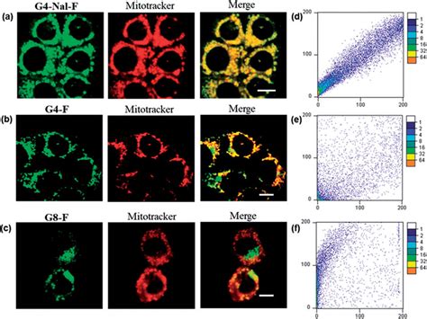 Mitochondrial Colocalization Studies Using Confocal Laser Scanning