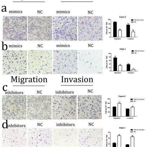 MiR 590 3p Promoted PC Cell Migration And Invasion A Capan 2 Cell
