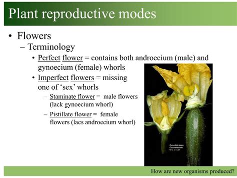 Ppt Plant Reproductive Modes Powerpoint Presentation Free Download
