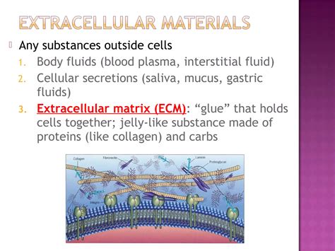 Anatomy Physiology Lecture Notes Ch Cells Part PPT