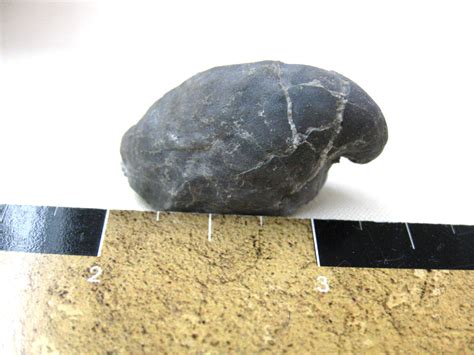 Indiana Platyceras Gastropod 3 Fossils For Sale
