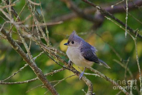 Titmice In Yellow Green 2 Photograph By Rebekah Schweizer Fine Art
